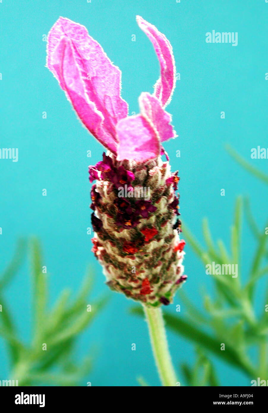 COMMON NAME Lavender french LATIN NAME Lavandula stoechas Stock Photo ...