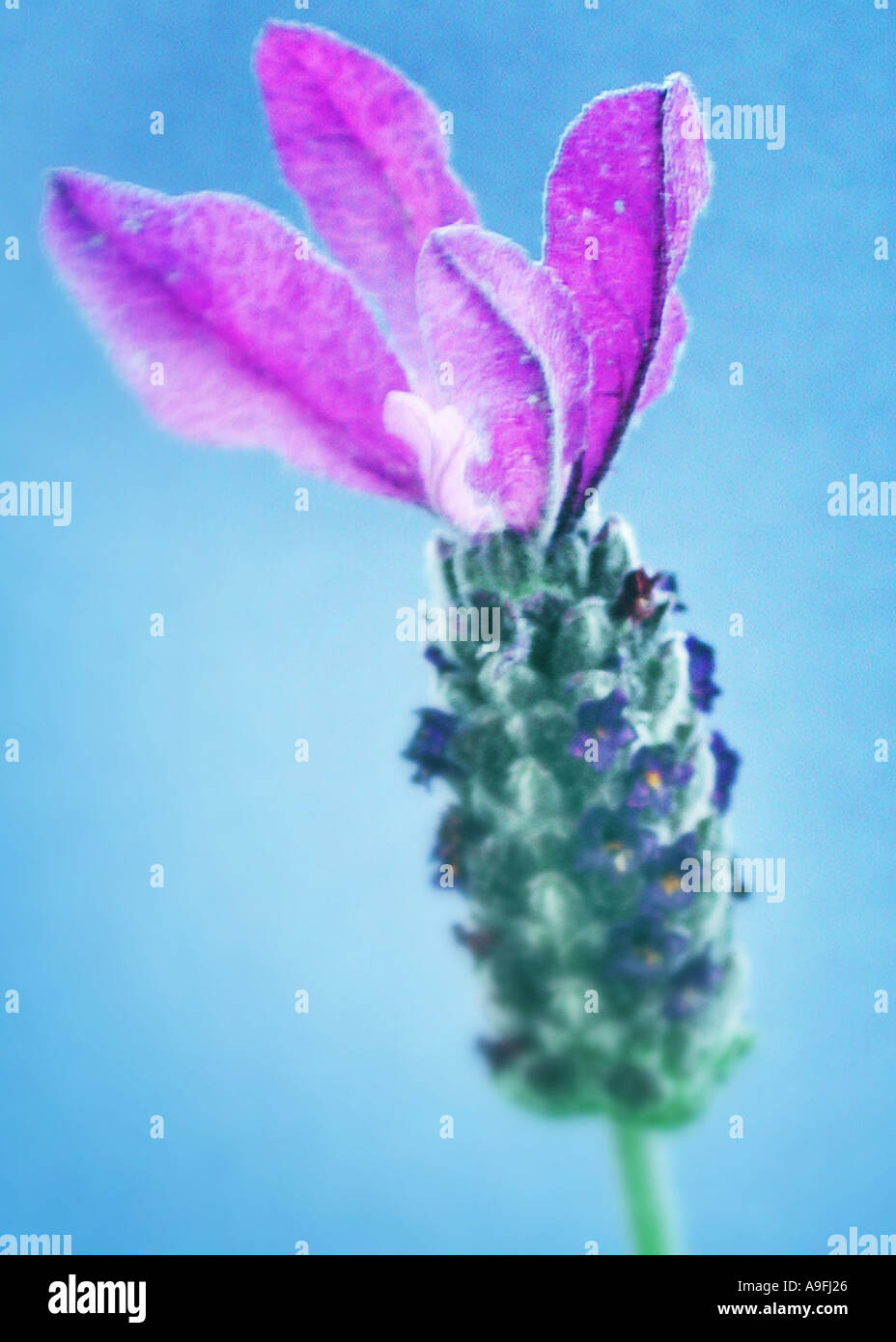Plants common french name hi-res stock photography and images - Alamy