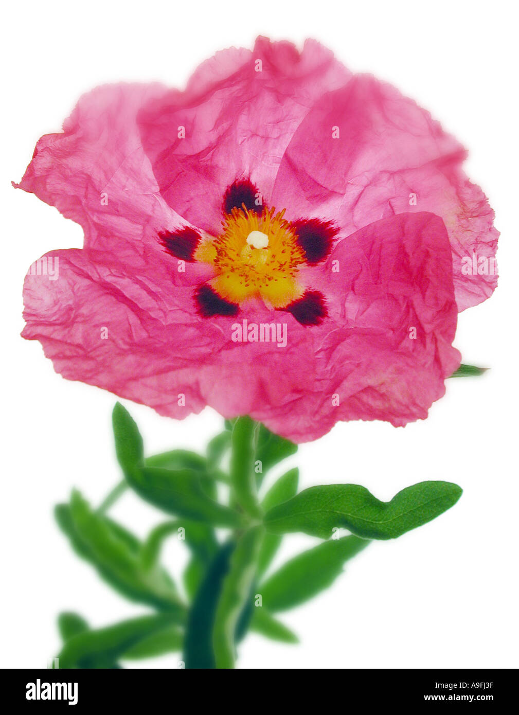 COMMON NAME Rock rose LATIN NAME Cistus Stock Photo - Alamy