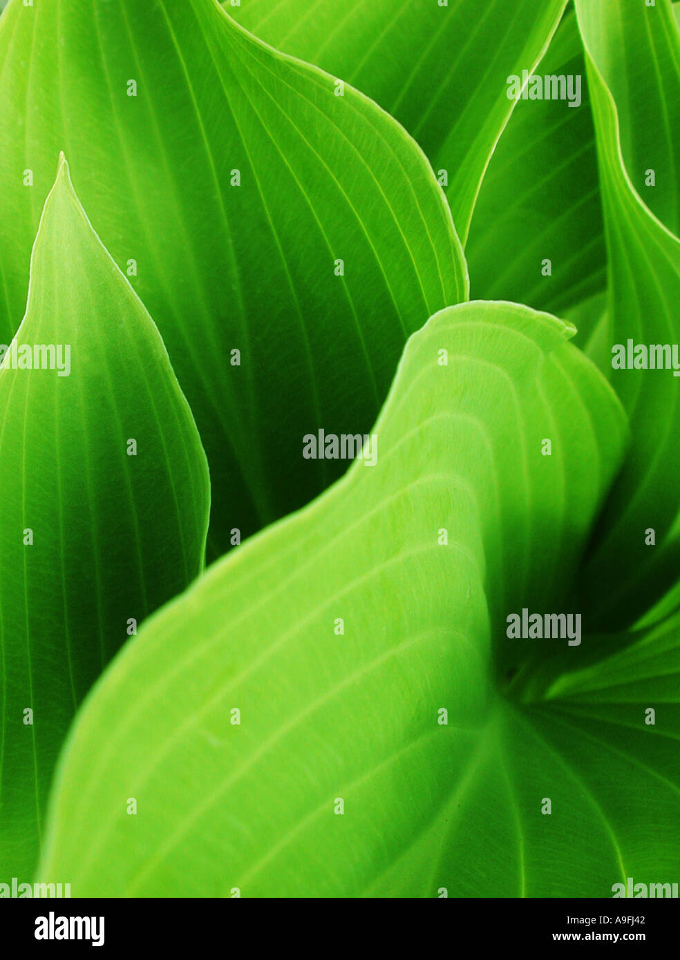 COMMON NAME Hosta LATIN NAME Funkiaceae funkia Stock Photo - Alamy