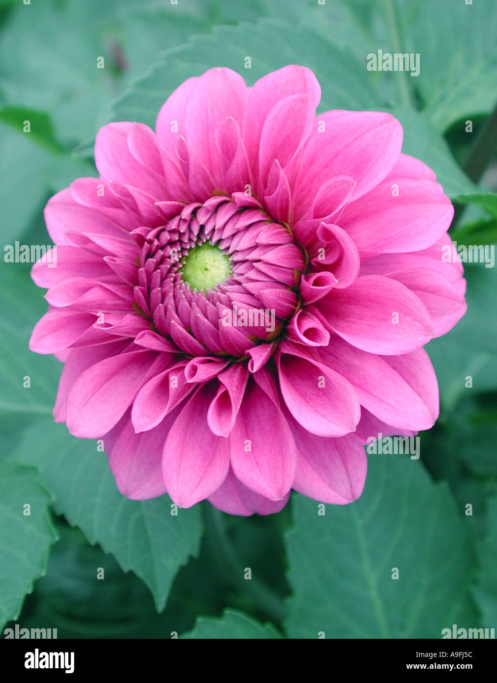 COMMON NAME Dahlia LATIN NAME Dahlia Stock Photo - Alamy