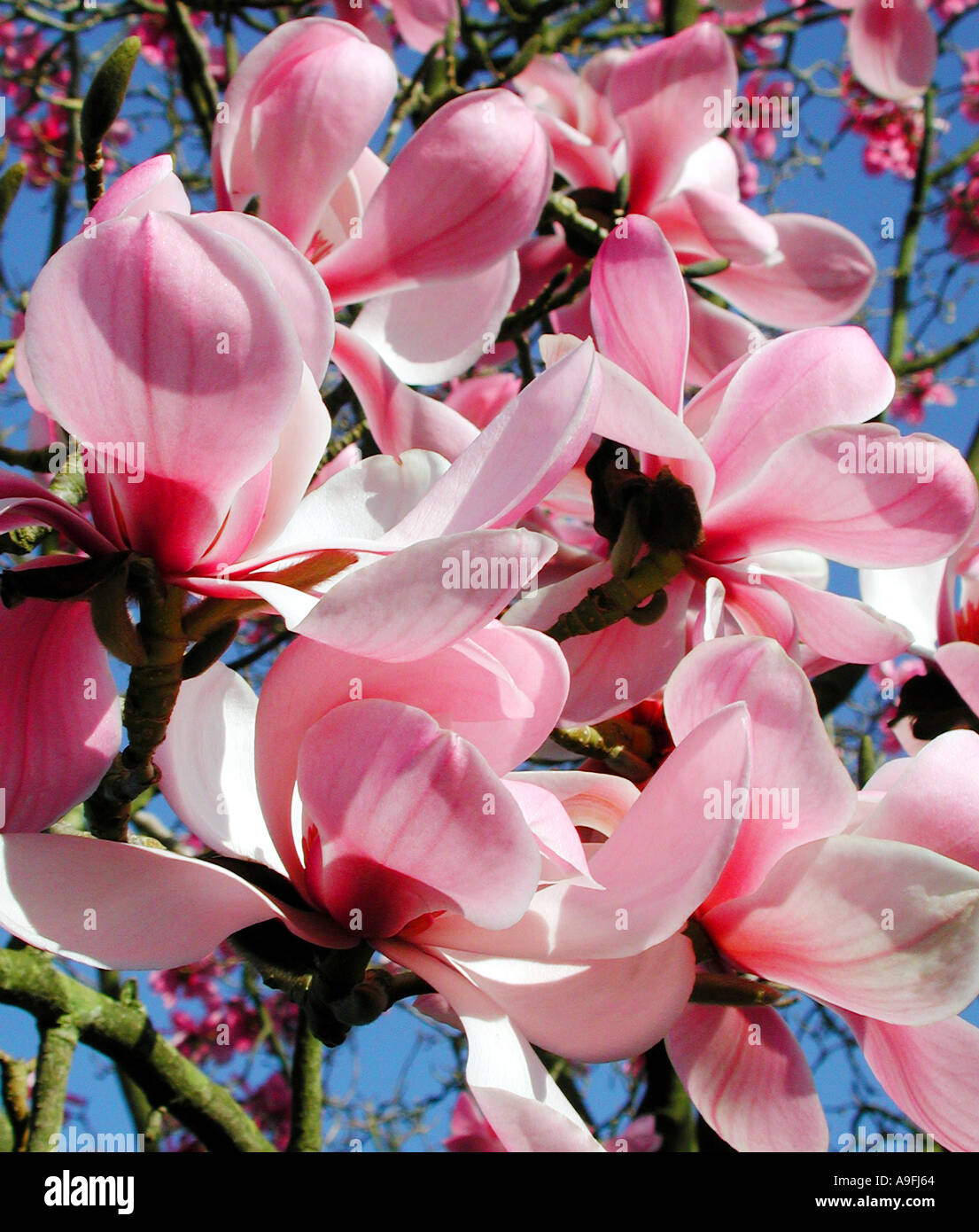Scented pink magnolias hi-res stock photography and images - Alamy