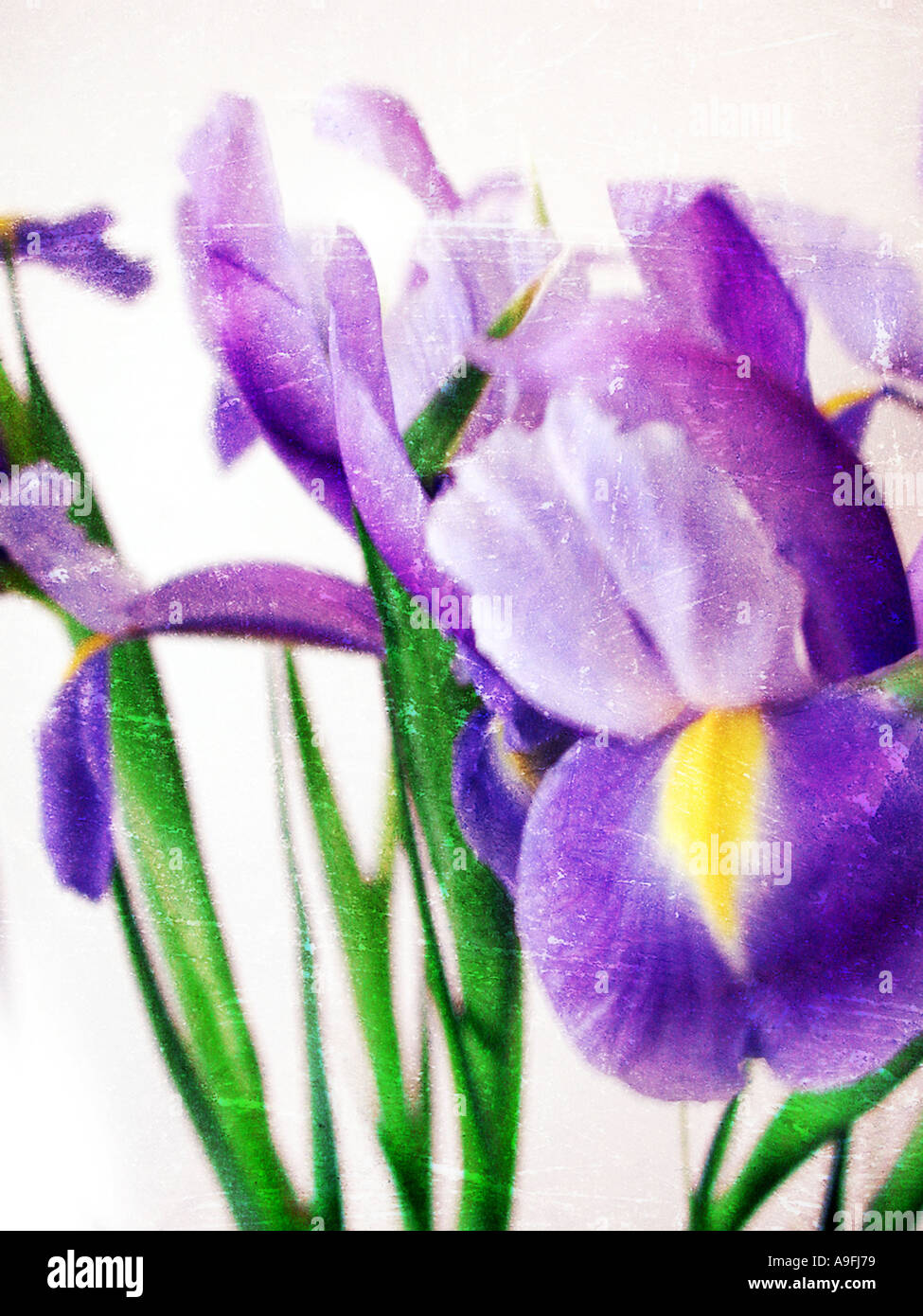 COMMON NAME Iris LATIN NAME Iris iridaceae Stock Photo - Alamy