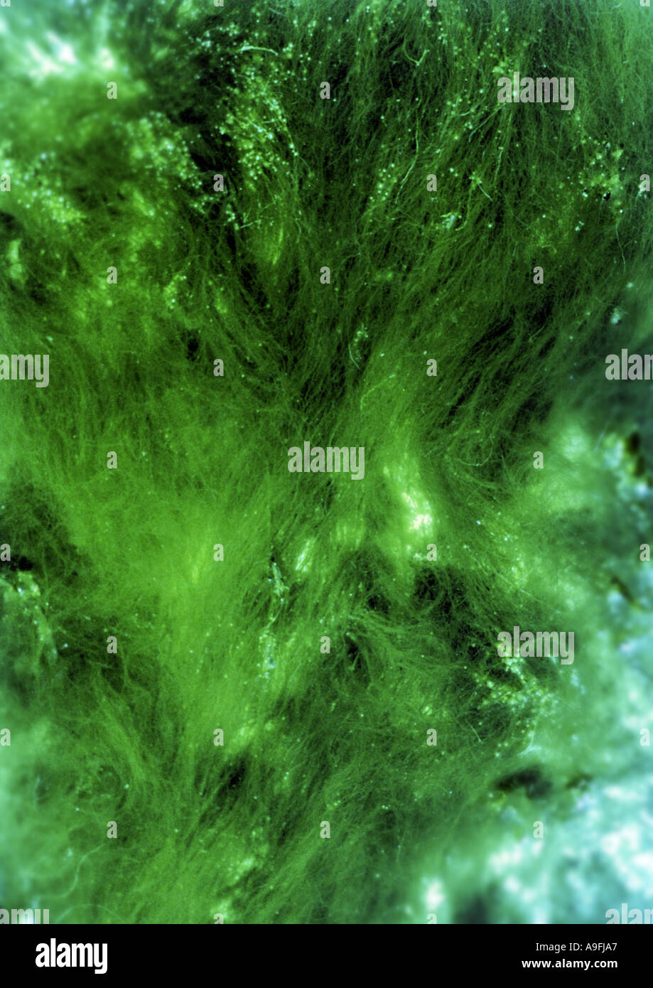 COMMON NAME Seaweed Stock Photo - Alamy