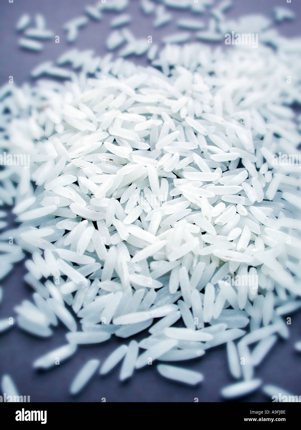 COMMON NAME Rice LATIN NAME Rice Stock Photo - Alamy