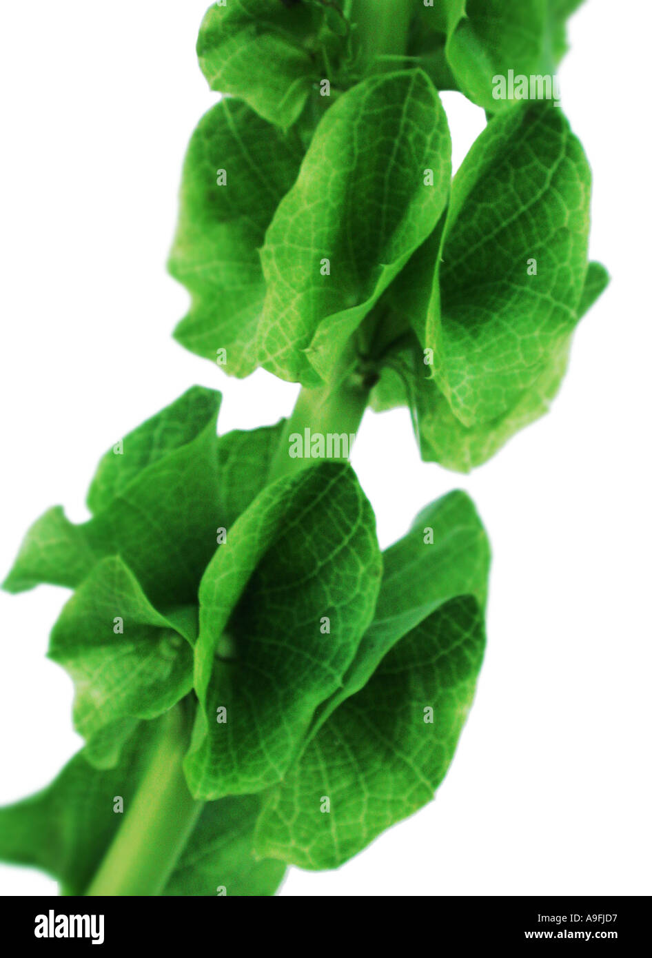 Moluccella hi-res stock photography and images - Alamy