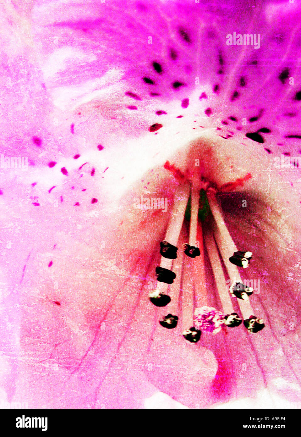 COMMON NAME Rhododendron LATIN NAME Azalea Stock Photo - Alamy