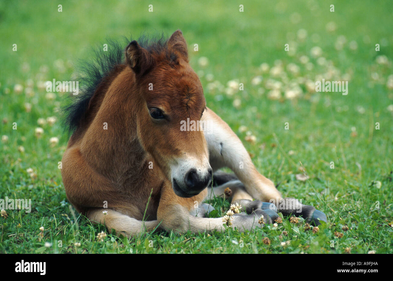 domestic horse (Equus przewalskii f. caballus), foal lying on meadow ...