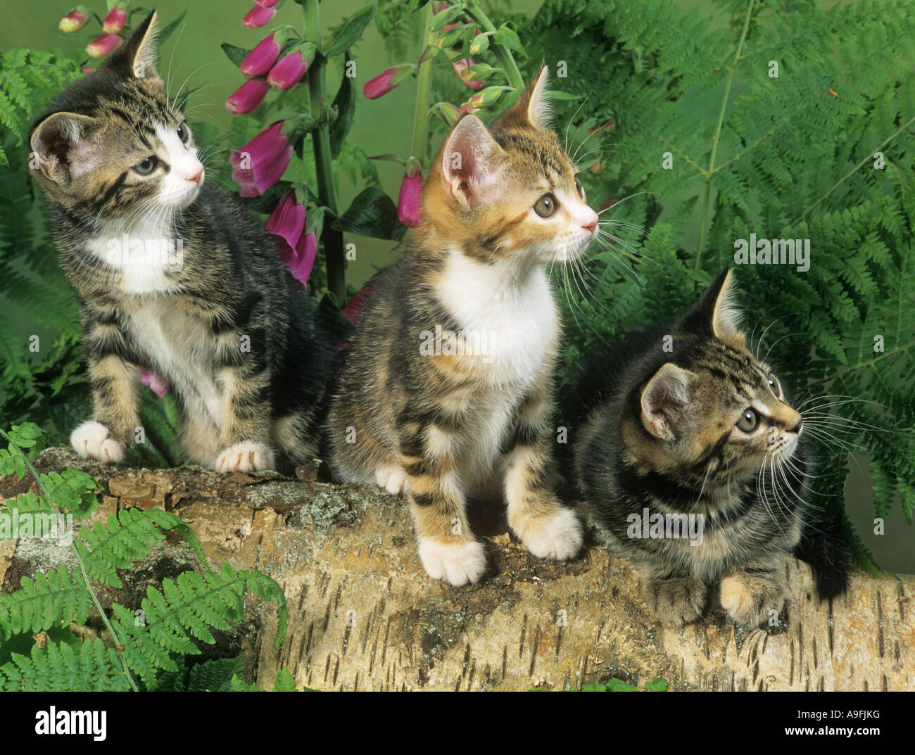 Kittens on Log Stock Photo - Alamy