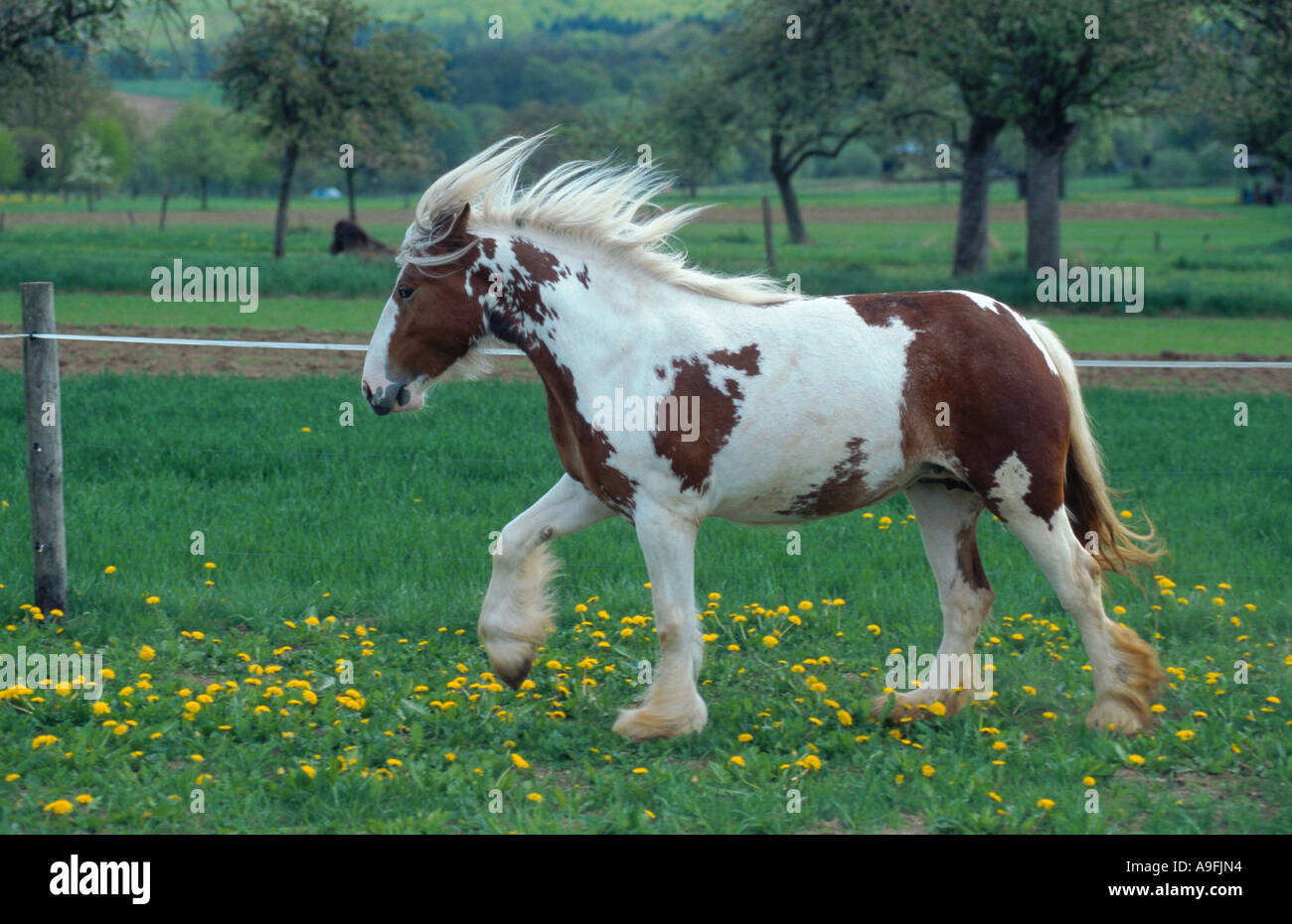 Horse galloping motion composite hi-res stock photography and images ...