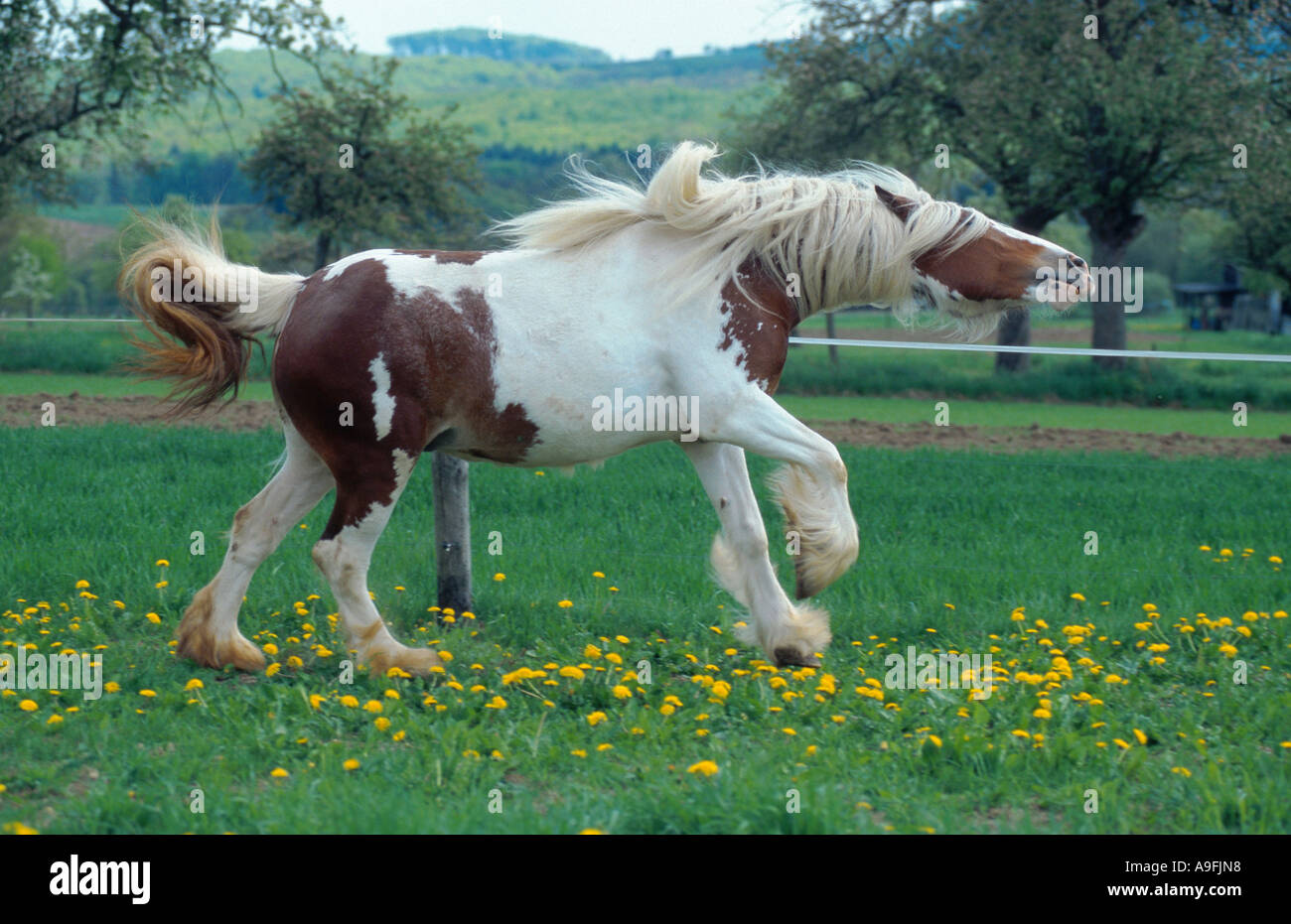Horse galloping motion composite hi-res stock photography and images ...
