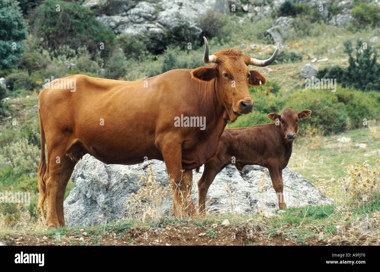domestic cattle (Bos primigenius f. taurus), cow with calf on meadow ...