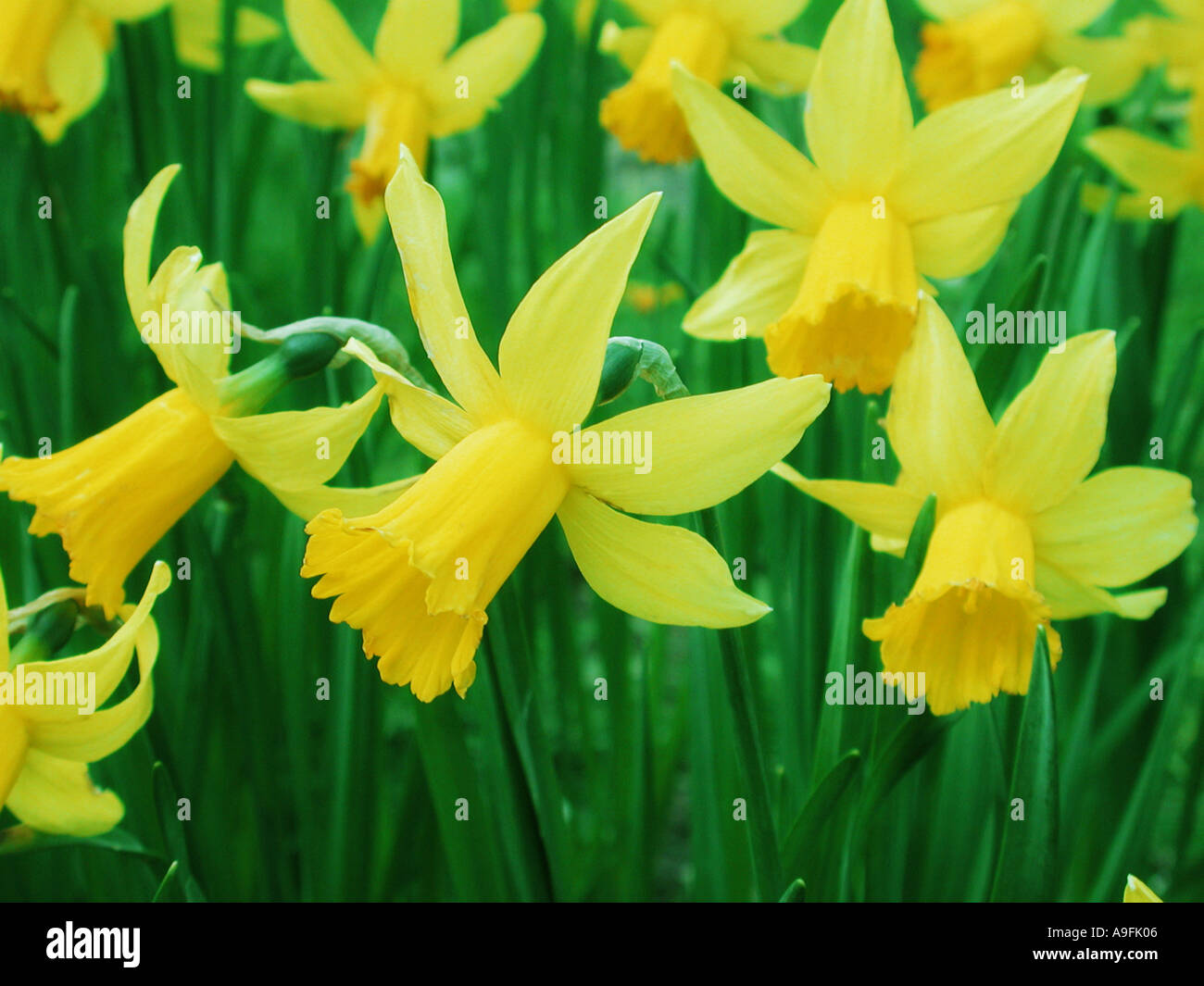 COMMON NAME Daffodil LATIN NAME Narcissus Stock Photo - Alamy