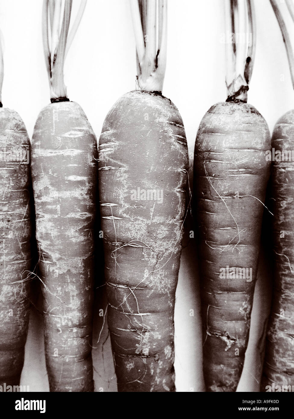 COMMON NAME Carrot LATIN NAME Daucus carota Stock Photo - Alamy