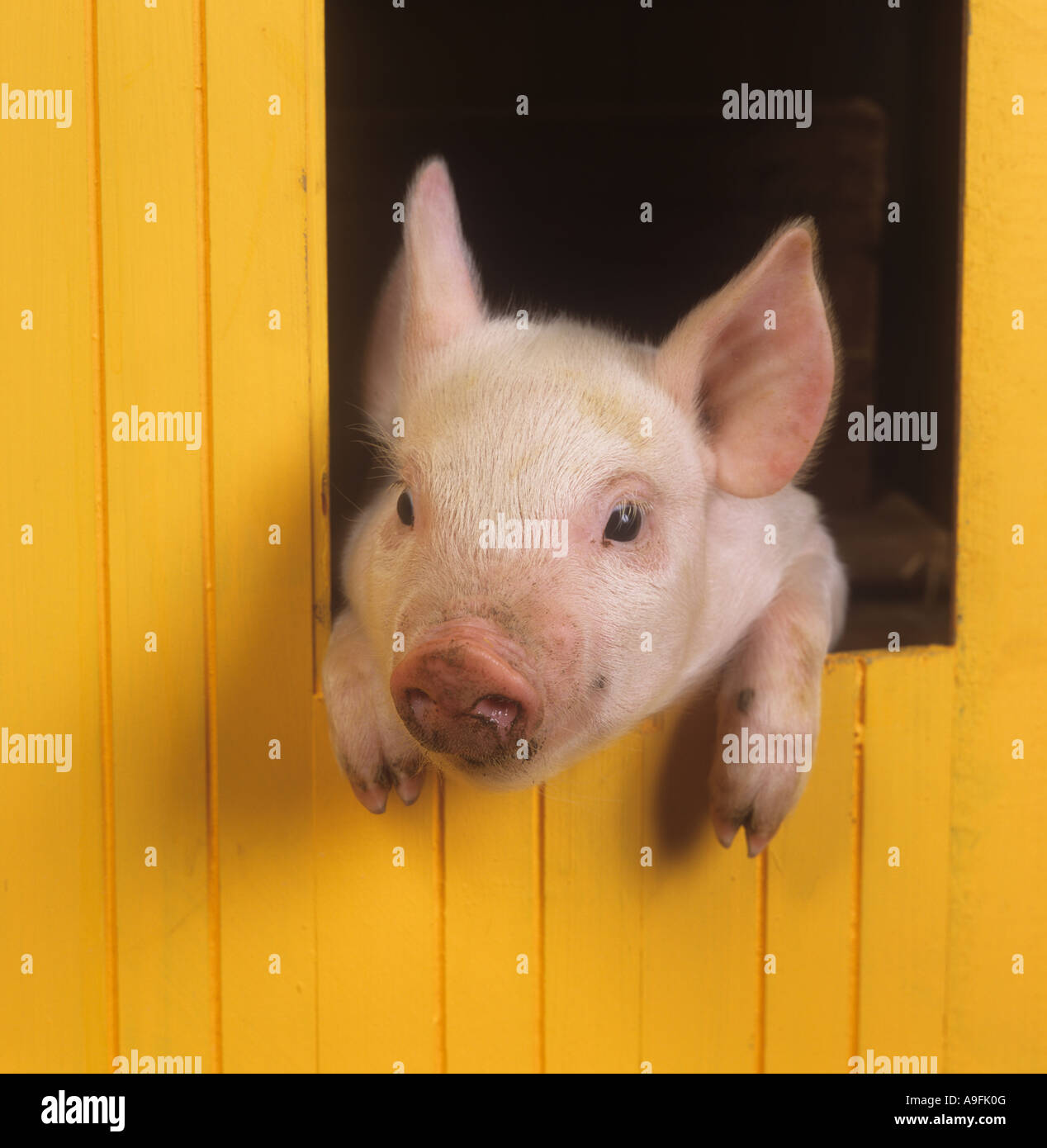 Piglet in Yellow Shed Stock Photo - Alamy
