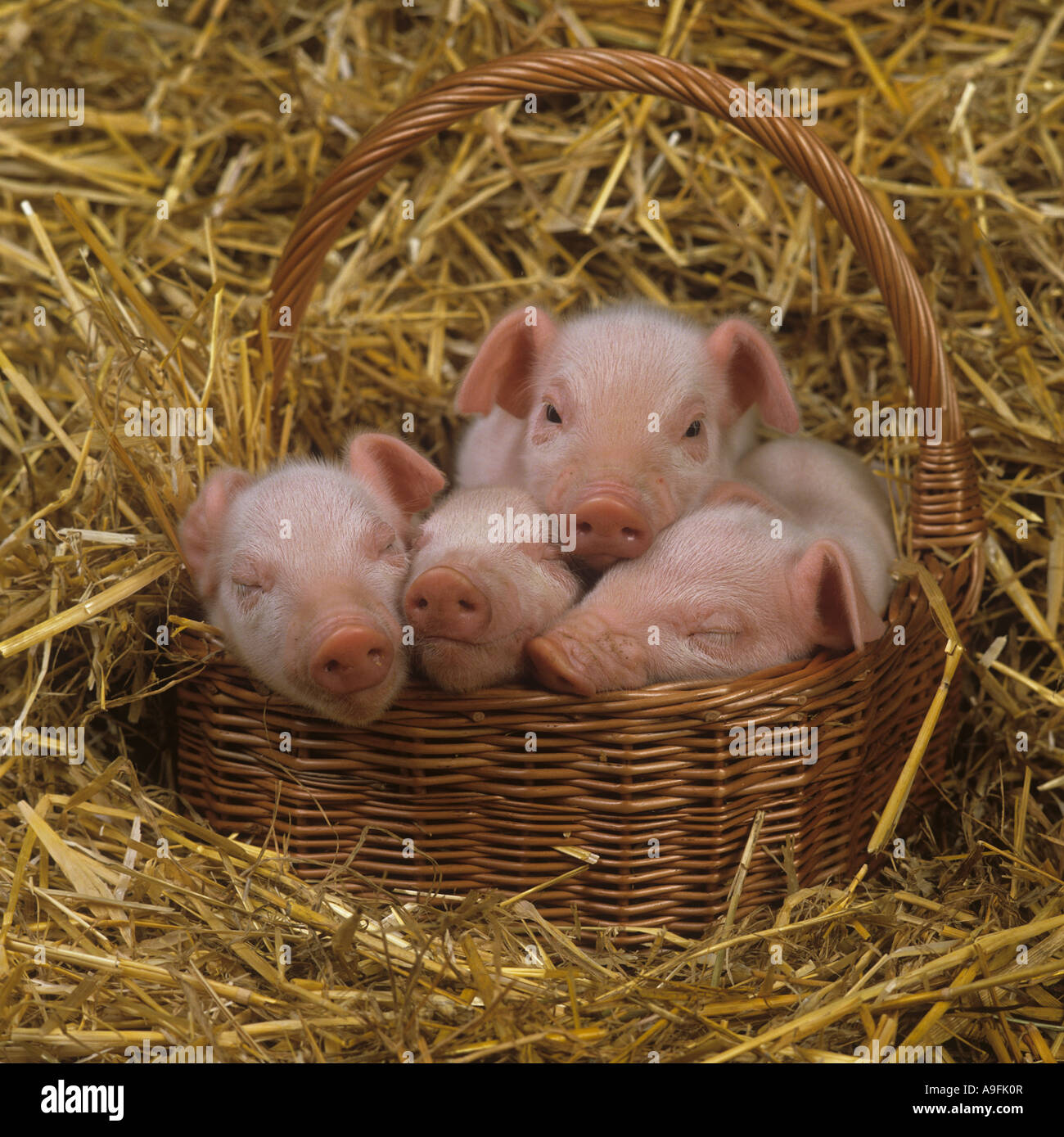 Four Piglets in a Basket Stock Photo - Alamy