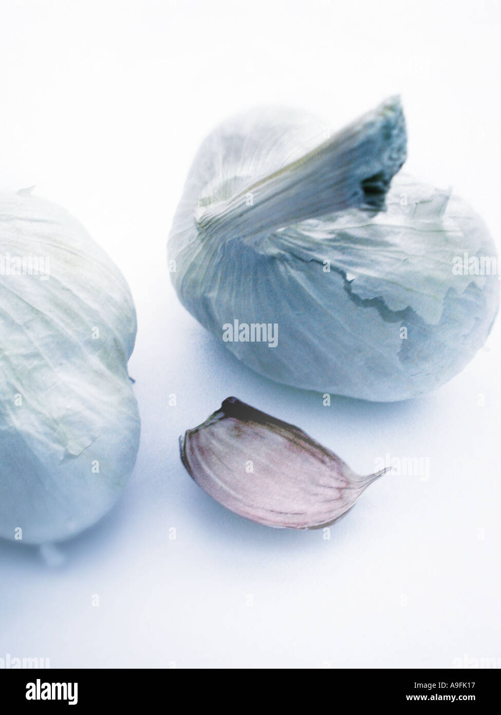Common garlic (allium sativum) hi-res stock photography and images - Alamy
