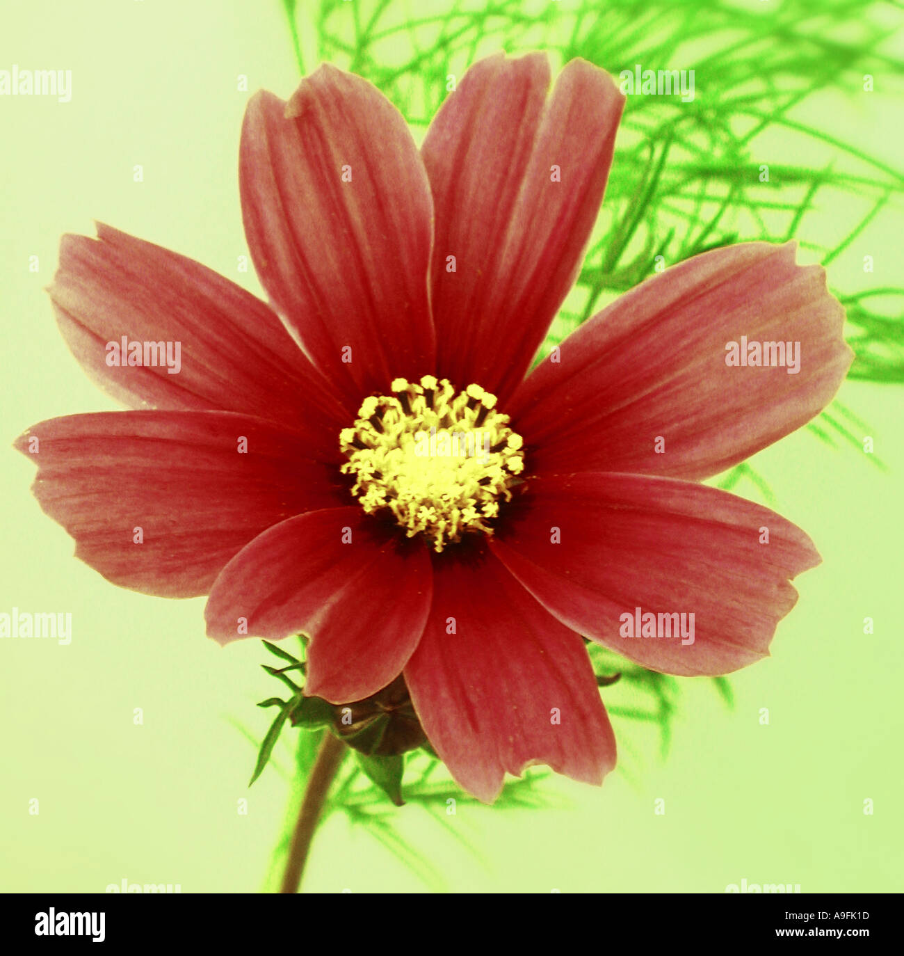 Common cosmos hi-res stock photography and images - Alamy
