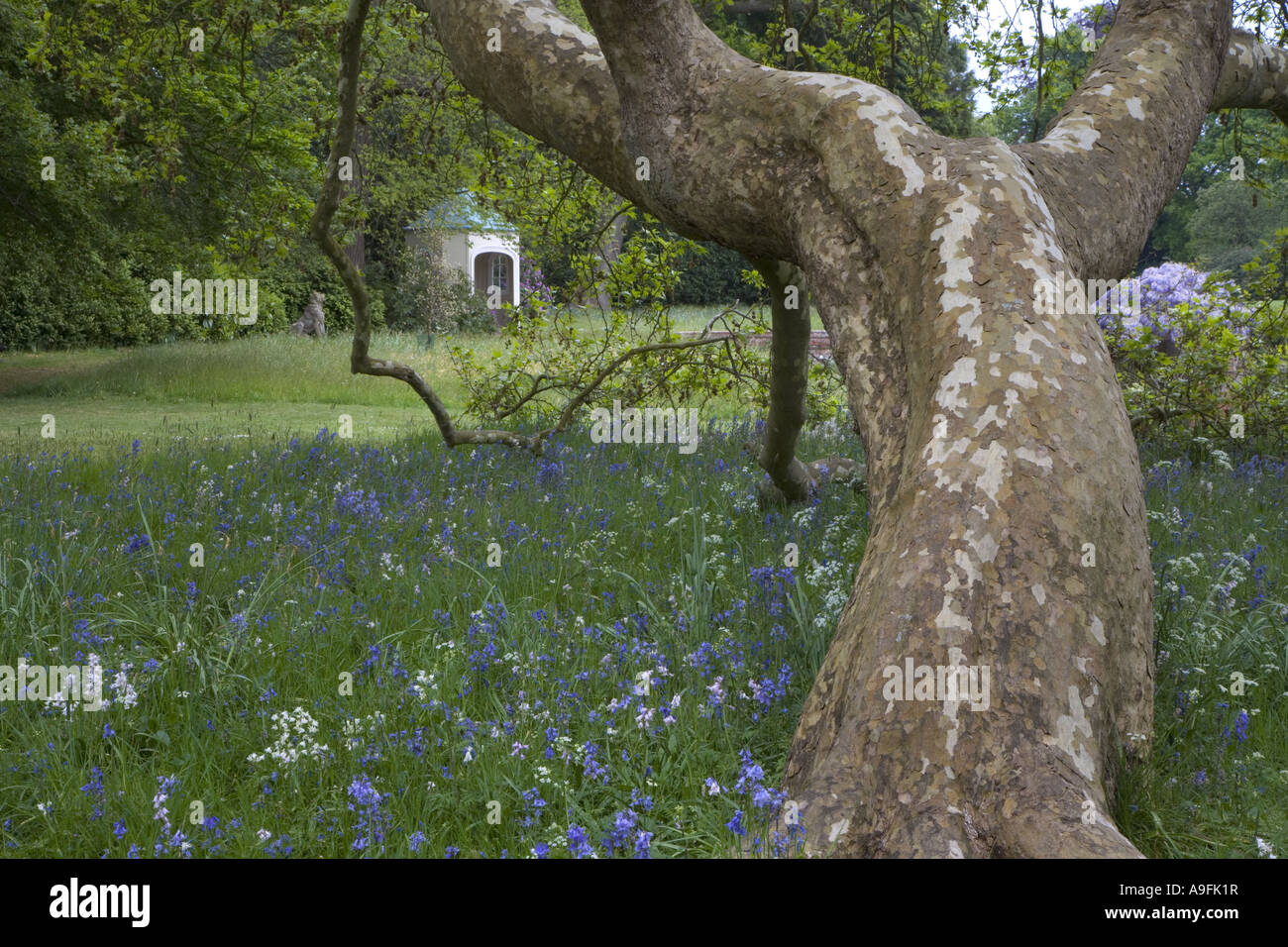 London Plane Tree x Piatanus hispanicus Stock Photo - Alamy