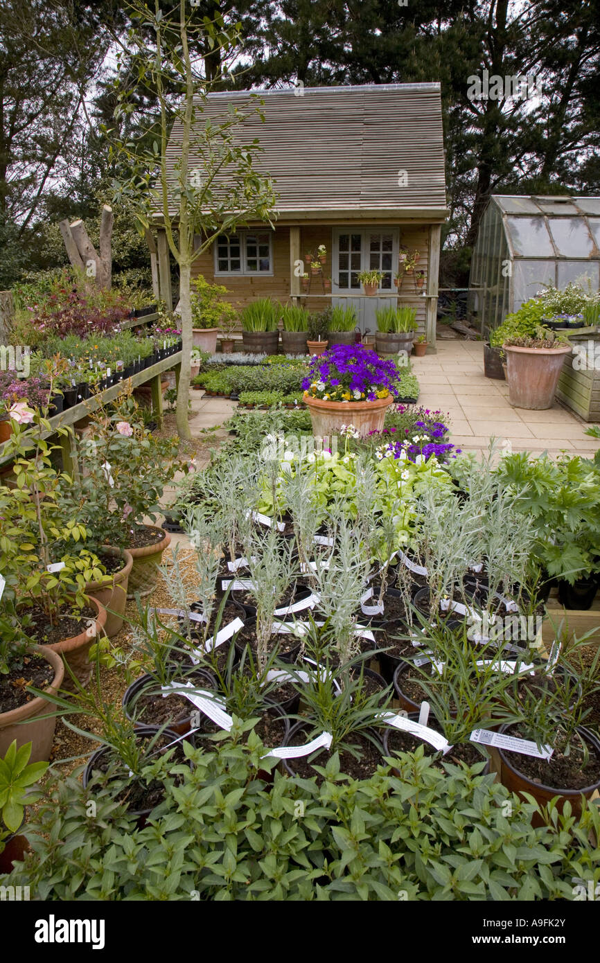 Plants for Sale East Ruston Norfolk Stock Photo - Alamy