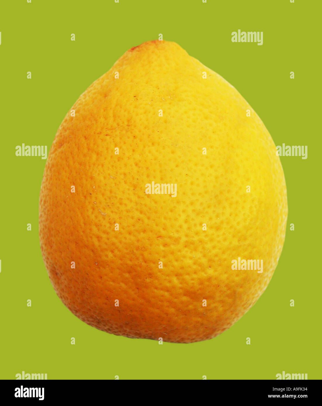 COMMON NAME Lemon LATIN NAME Citrus limon Stock Photo - Alamy