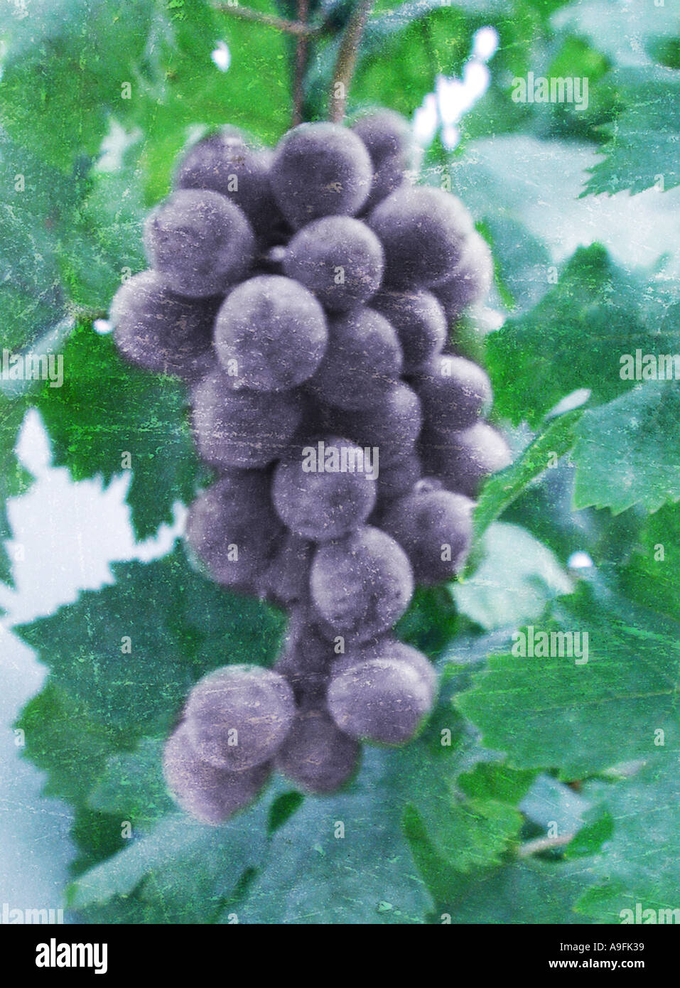 COMMON NAME Grapes LATIN NAME Vitus vinifera Stock Photo - Alamy