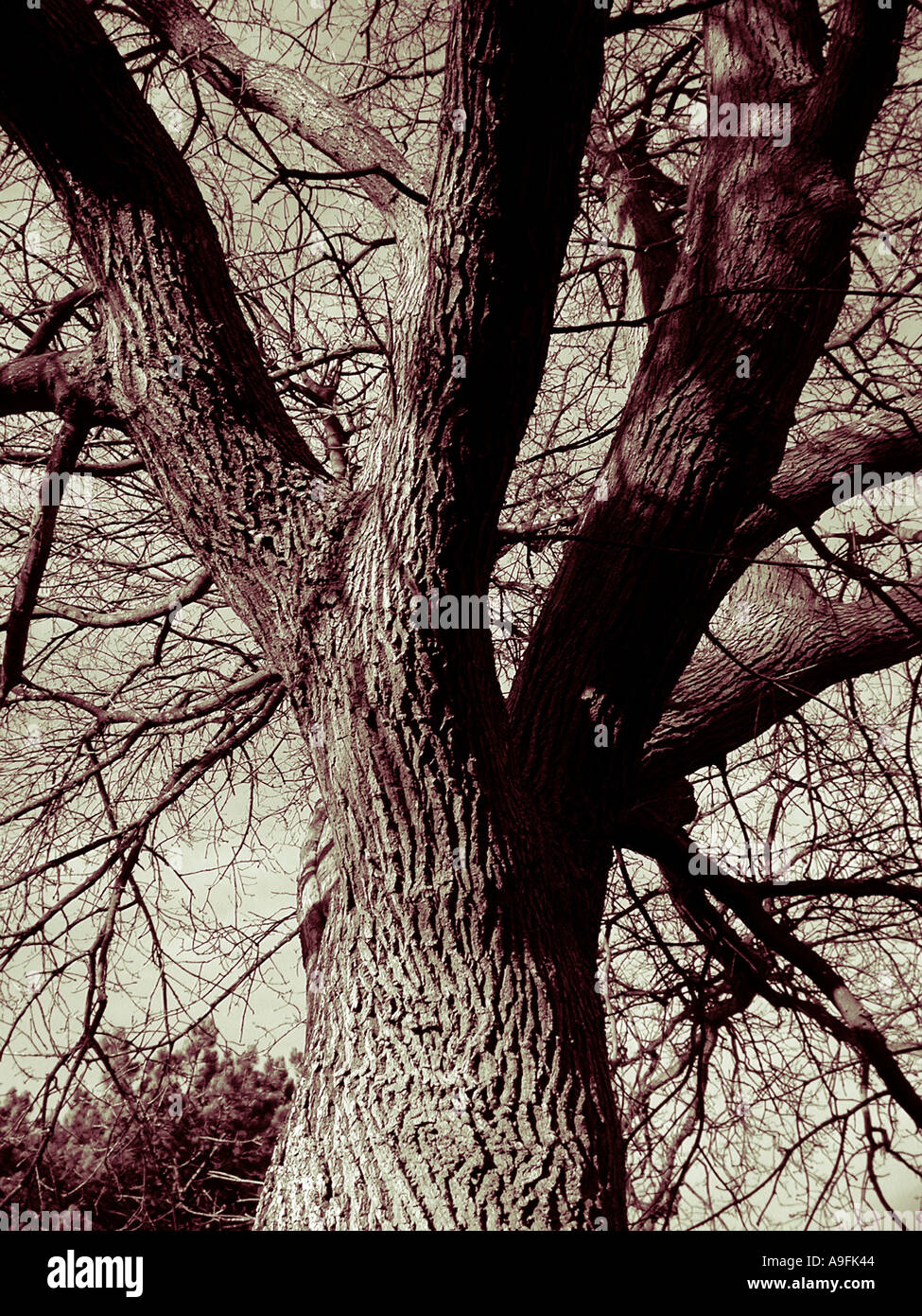 COMMON NAME Tree LATIN NAME Tree Stock Photo - Alamy