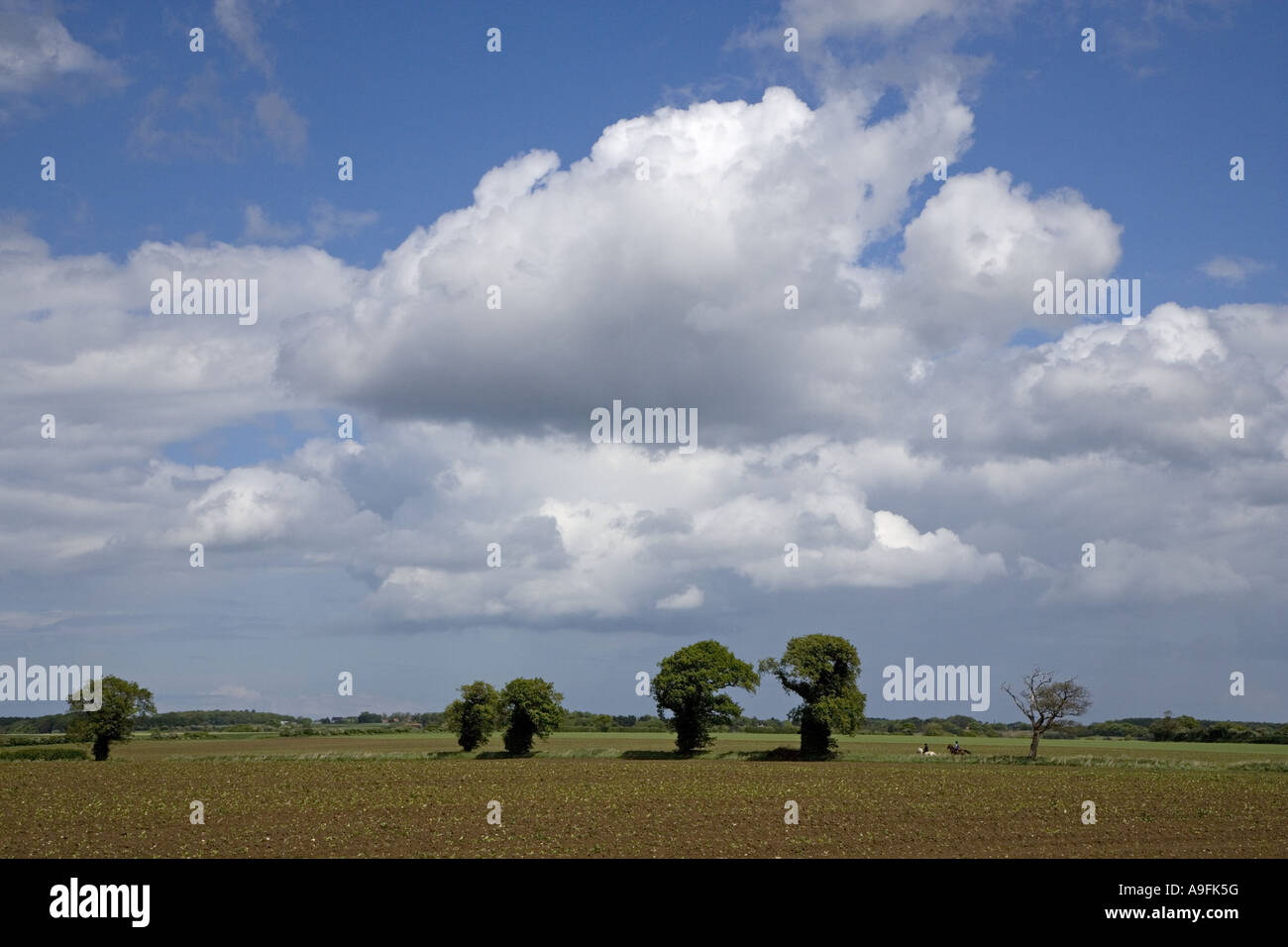 Ponies in Norfolk Landscape Stock Photo - Alamy