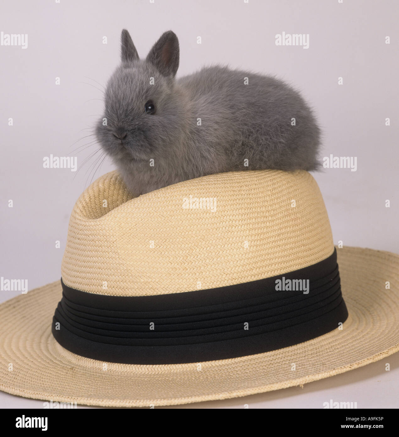 Young Rabbit and Panama Hat Stock Photo - Alamy