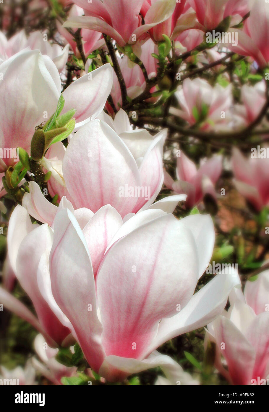 COMMON NAME Magnolia LATIN NAME Magnolia rustica rubia Stock Photo - Alamy