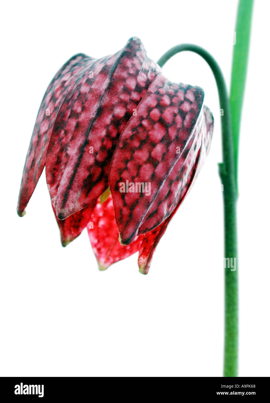 Snakehead Fritillary Cut Out Stock Images Pictures Alamy snakehead-fritillary-cut-out-stock-images-pictures-alamy