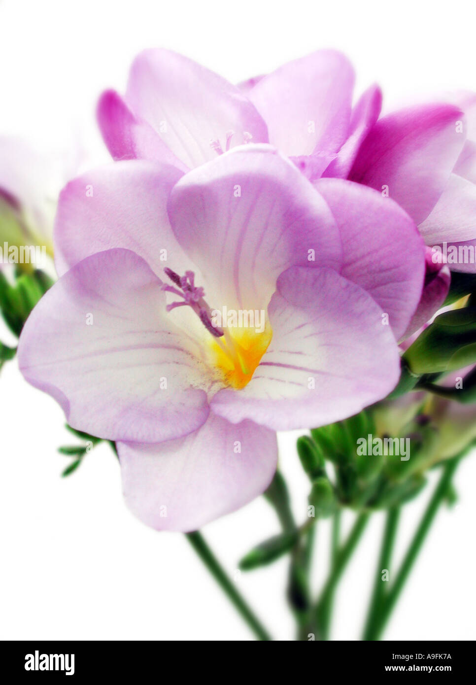 COMMON NAME Freesia LATIN NAME Freesia Stock Photo - Alamy