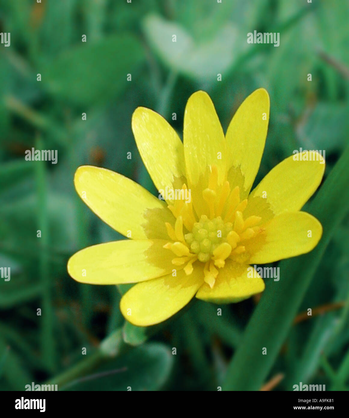 COMMON NAME Lesser celandine LATIN NAME Ranunculus ficaria Stock Photo ...