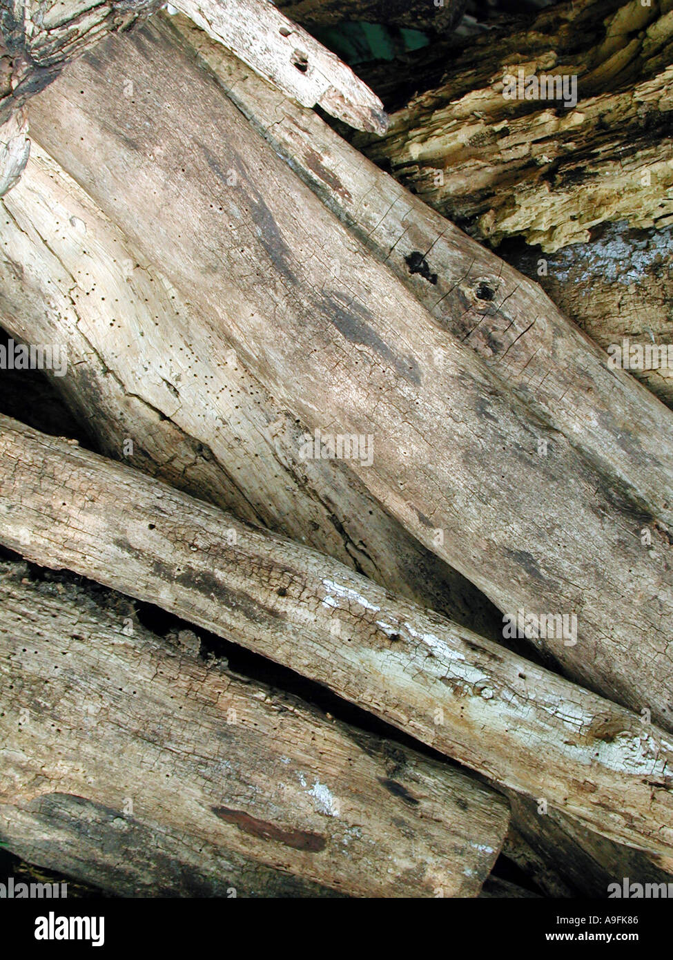 COMMON NAME Wood LATIN NAME None Stock Photo - Alamy