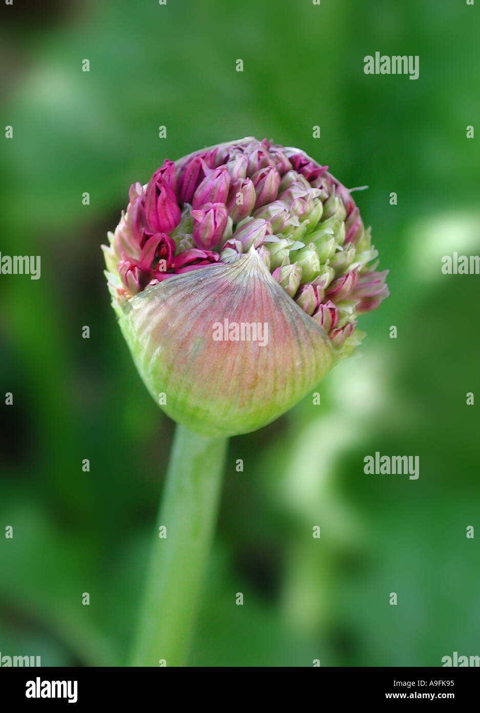 COMMON NAME Allium LATIN NAME Allium Stock Photo - Alamy