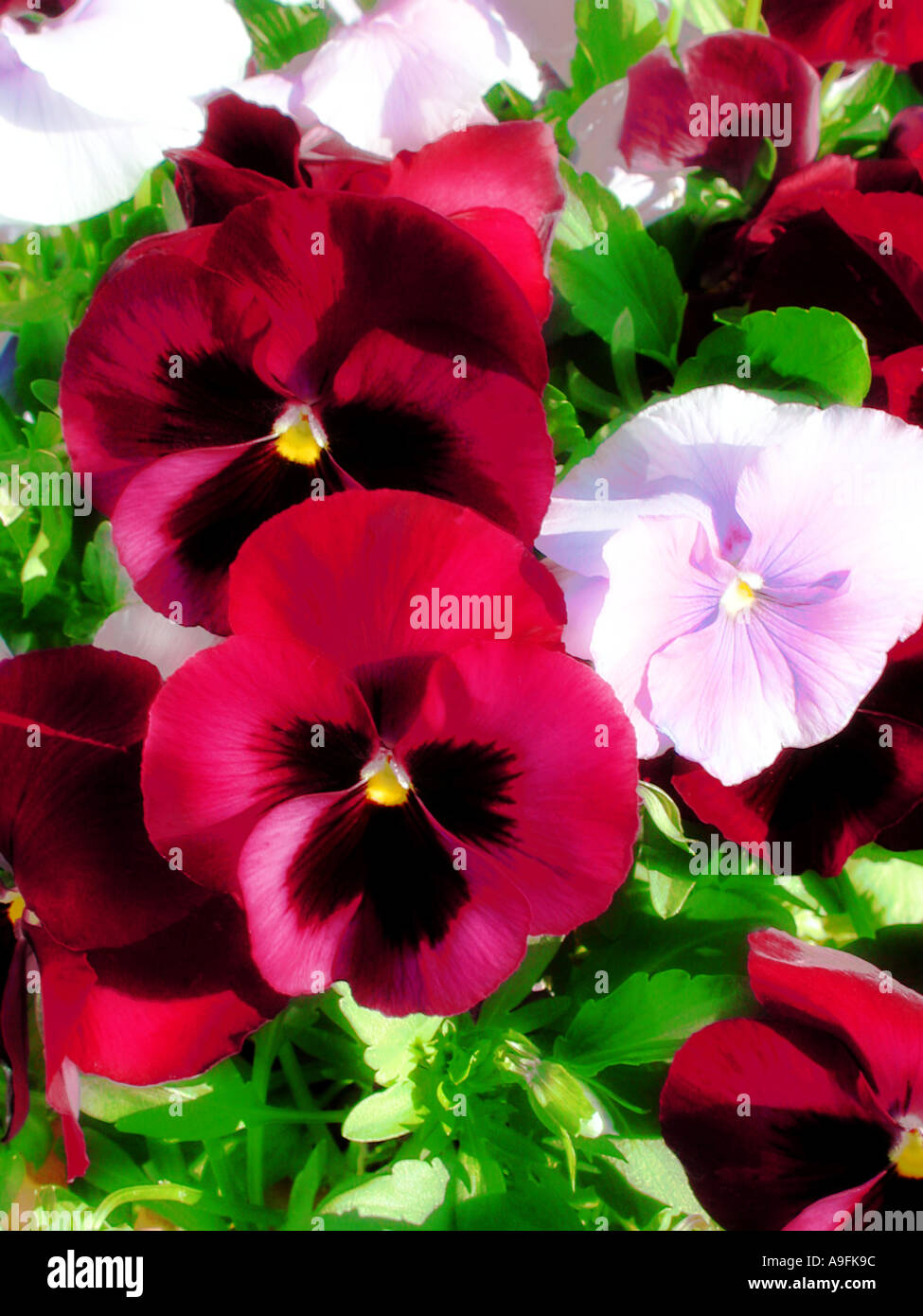 COMMON NAME Pansy LATIN NAME Viola Stock Photo - Alamy