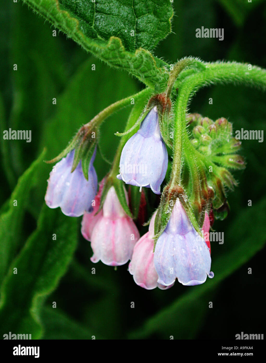 COMMON NAME Comfrey LATIN NAME Symphytum Officinale Stock Photo Alamy common-name-comfrey-latin-name-symphytum-officinale-stock-photo-alamy