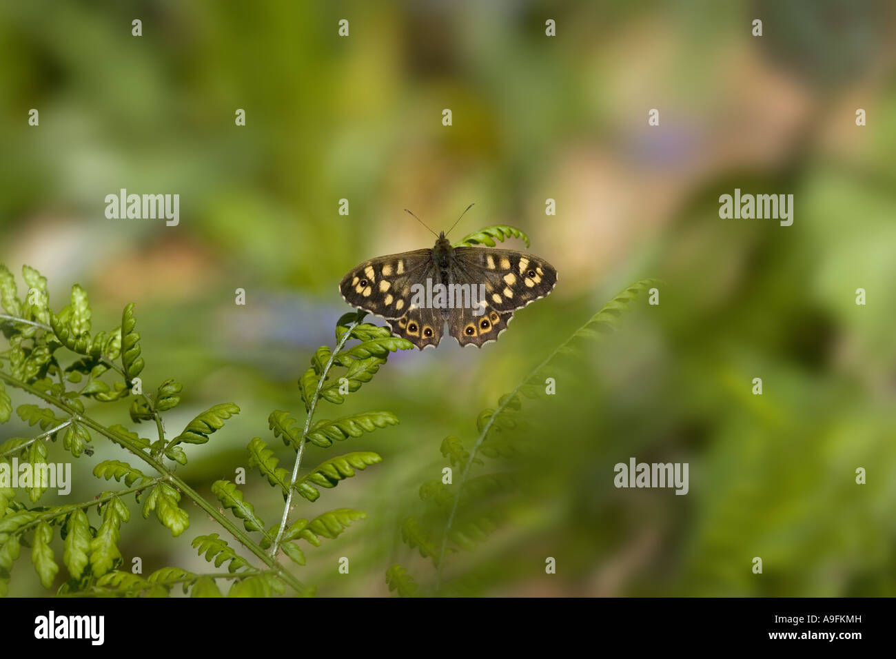 Ground butterfly hi-res stock photography and images - Alamy