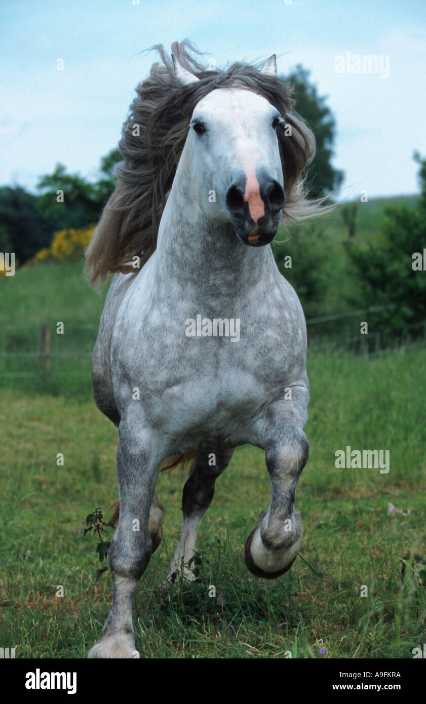 Horse running toward camera hi-res stock photography and images - Alamy