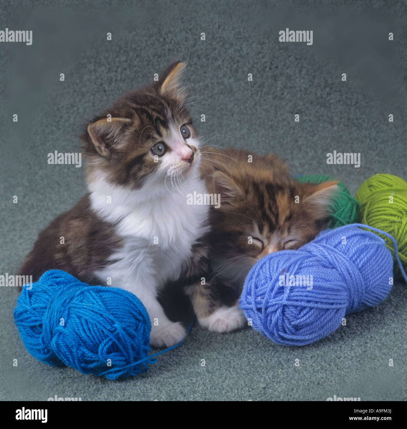 Tabby Kittens in Wool basket Stock Photo - Alamy