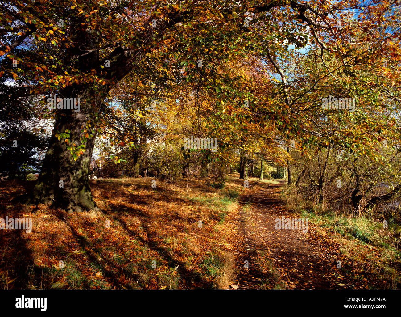 Cheshire Poynton Pool path through woodland Stock Photo - Alamy