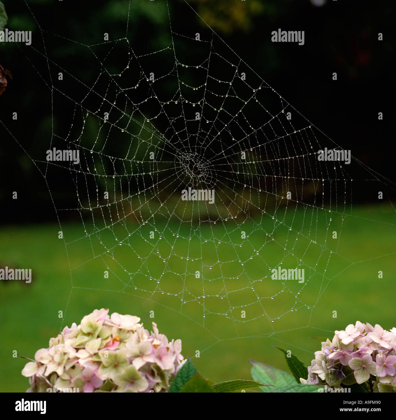 Early insects hi-res stock photography and images - Alamy