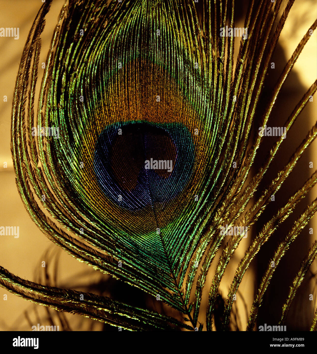 Birds peacock feather Stock Photo - Alamy
