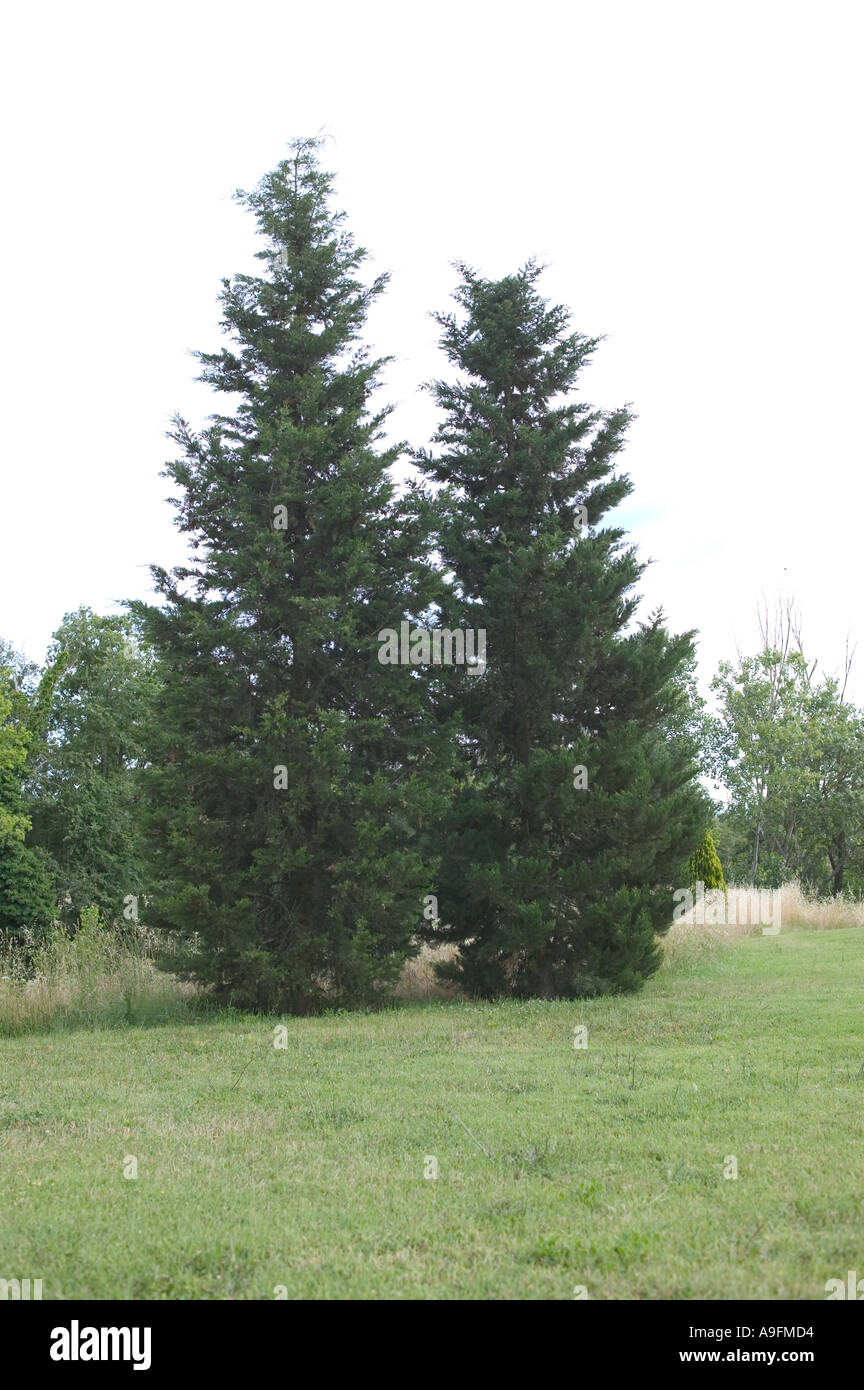Pair of trees on Lawn Stock Photo - Alamy