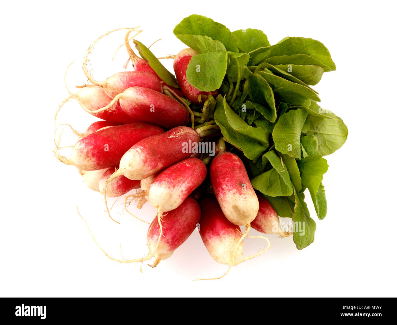 Raddish radish raddishes radishes vegetable vegetables food hi-res ...