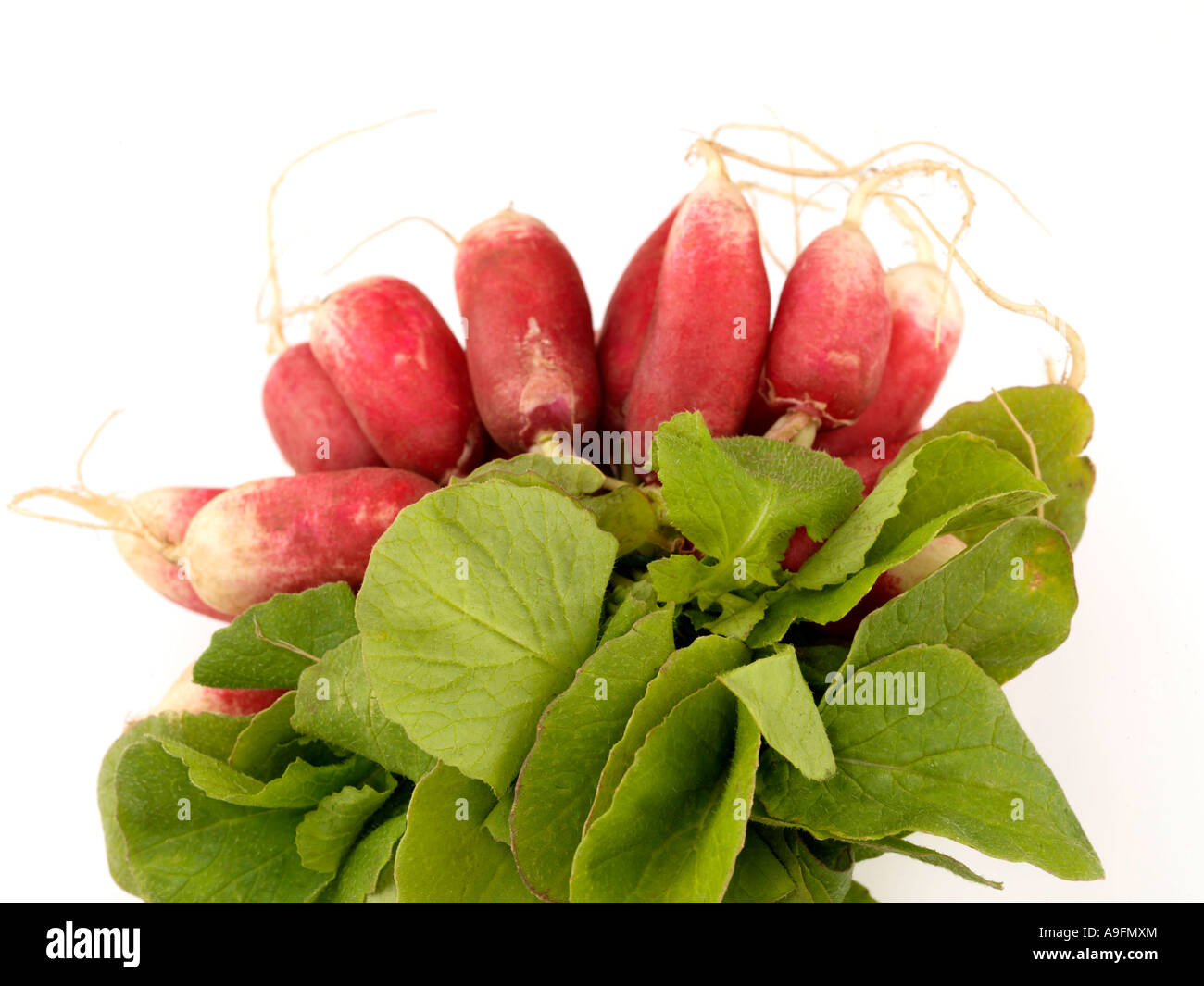 Raddish radish raddishes radishes vegetable vegetables food hi-res ...