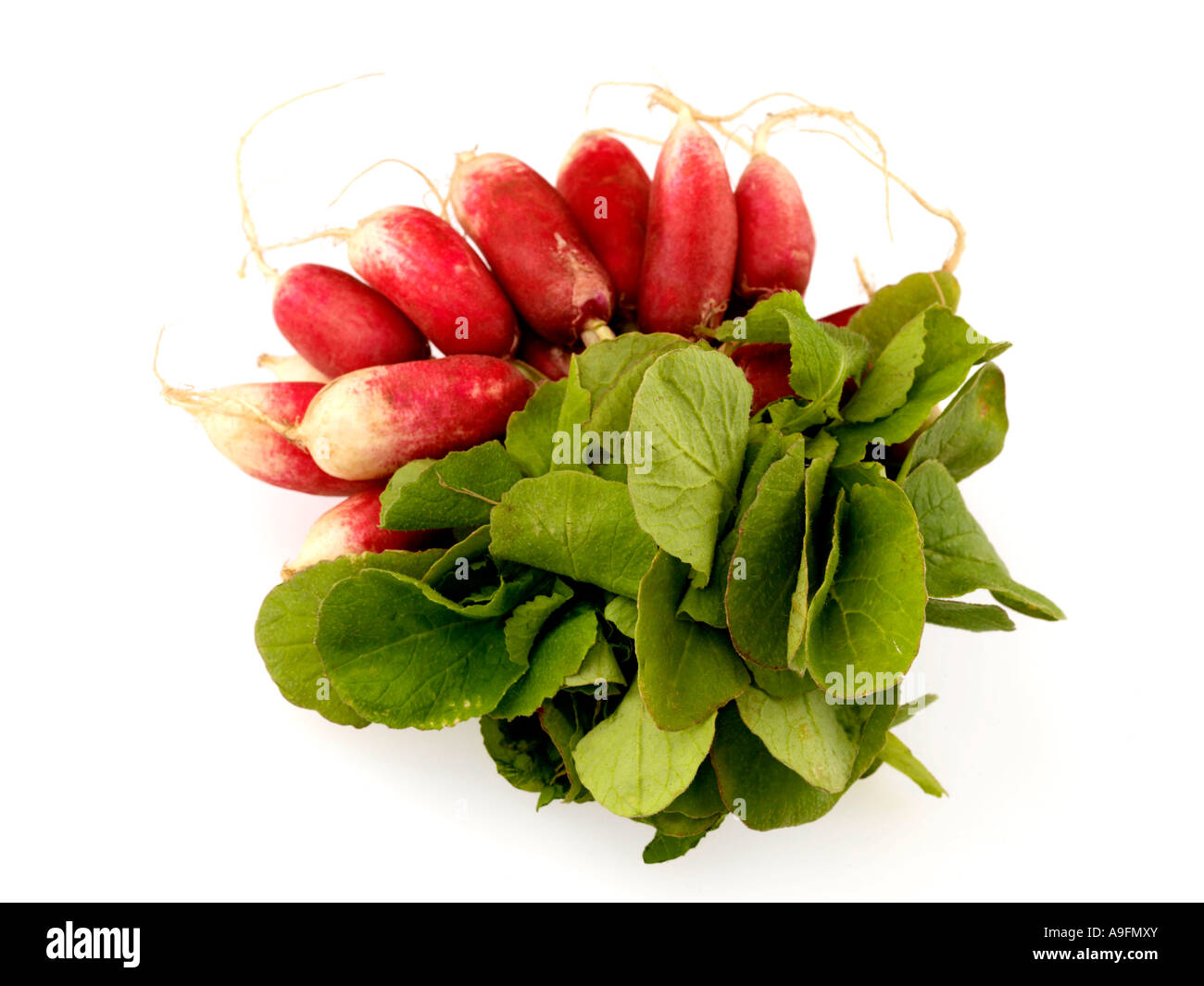 Raddish radish raddishes radishes vegetable vegetables food hi-res ...