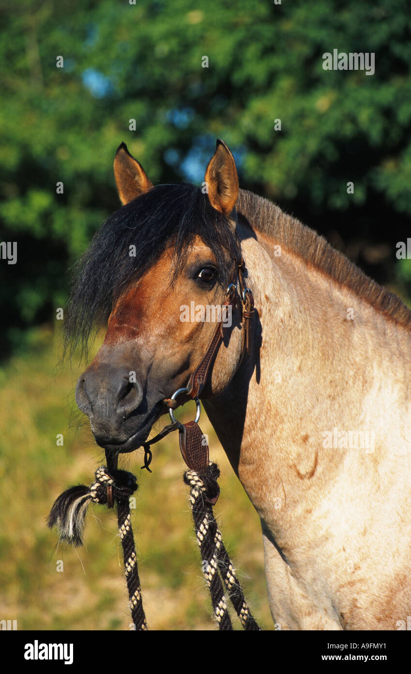 Criollo breed hi-res stock photography and images - Alamy