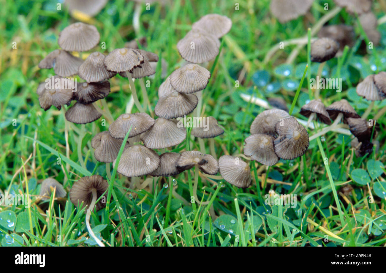 pleated inkcap (Coprinus plicatilis Stock Photo - Alamy