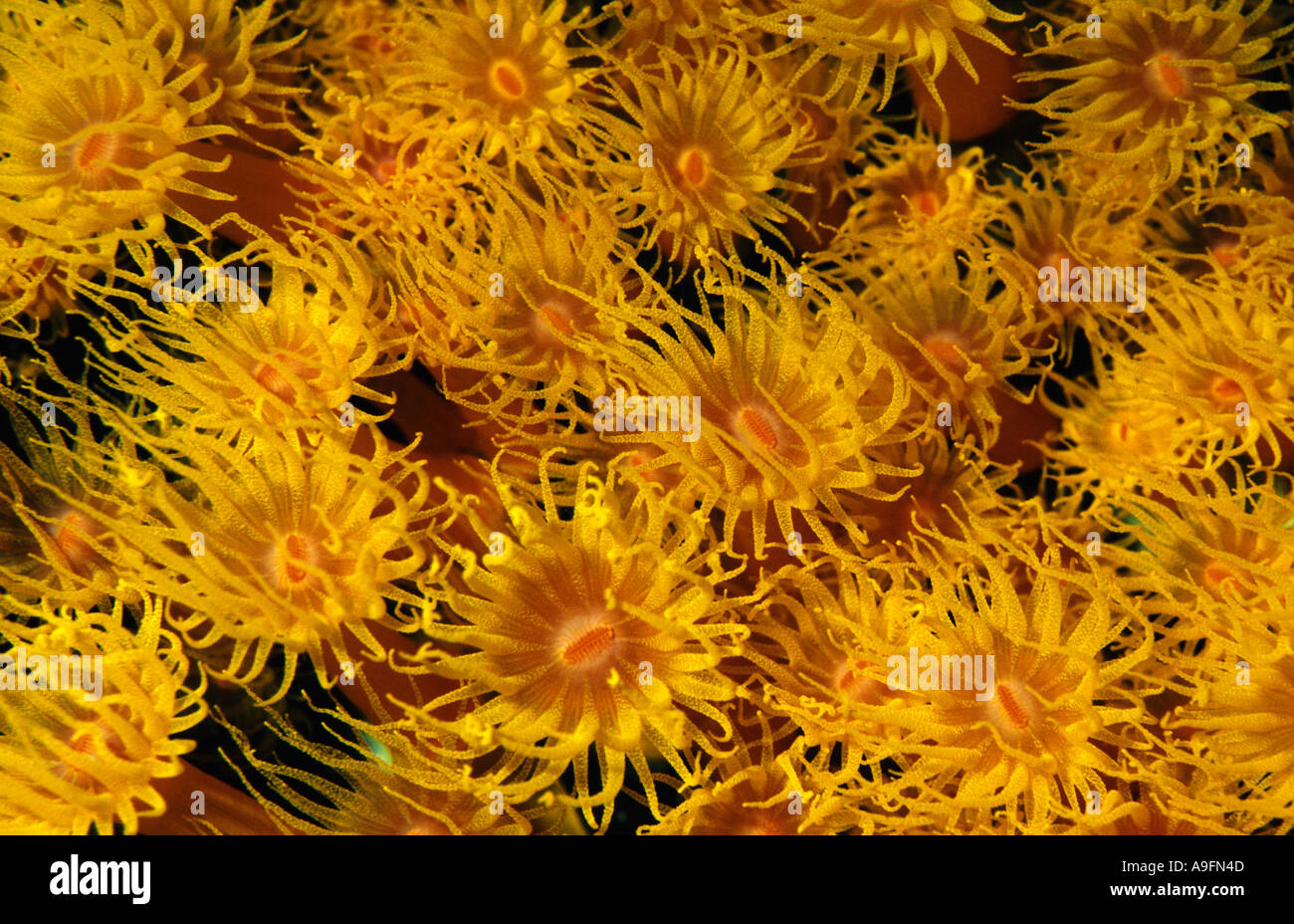 orange cupcoral (Tubastraea coccinea Stock Photo - Alamy